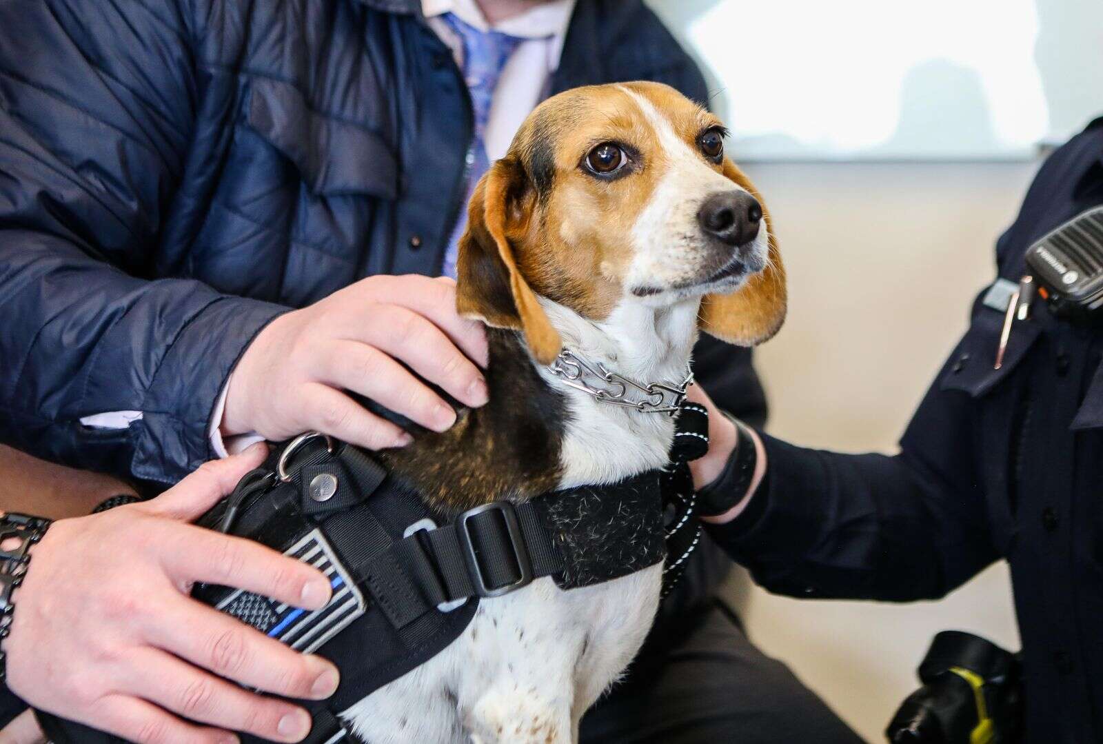 Meet Avon Police’s newest member: Dottie the therapy dog | VailDaily.com
